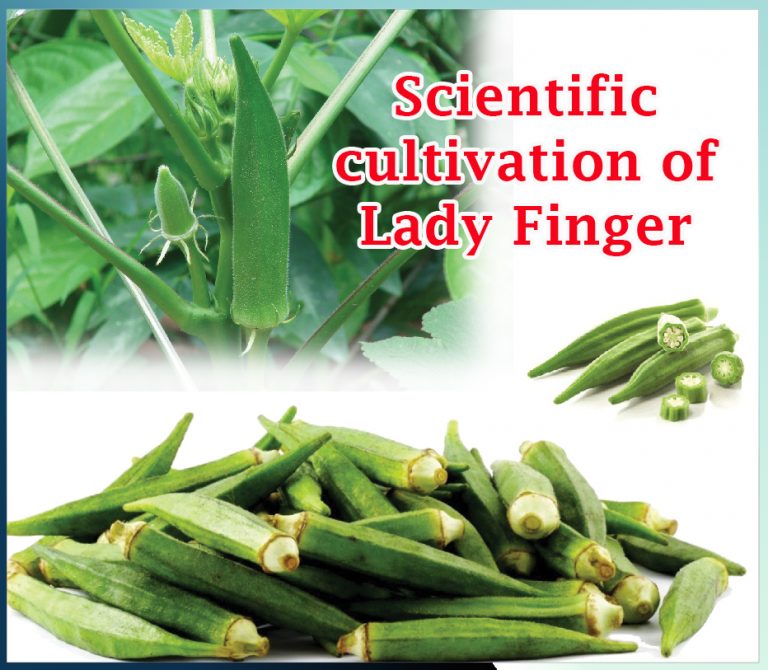 Lady Finger Cultivation in Scientific Way | Scientific Name | Sachi Shiksha