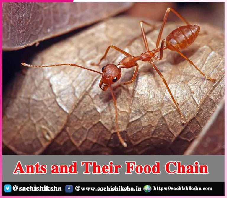 Ants and Their Food Chain | Sachi Shiksha - The Famous Spiritual ...